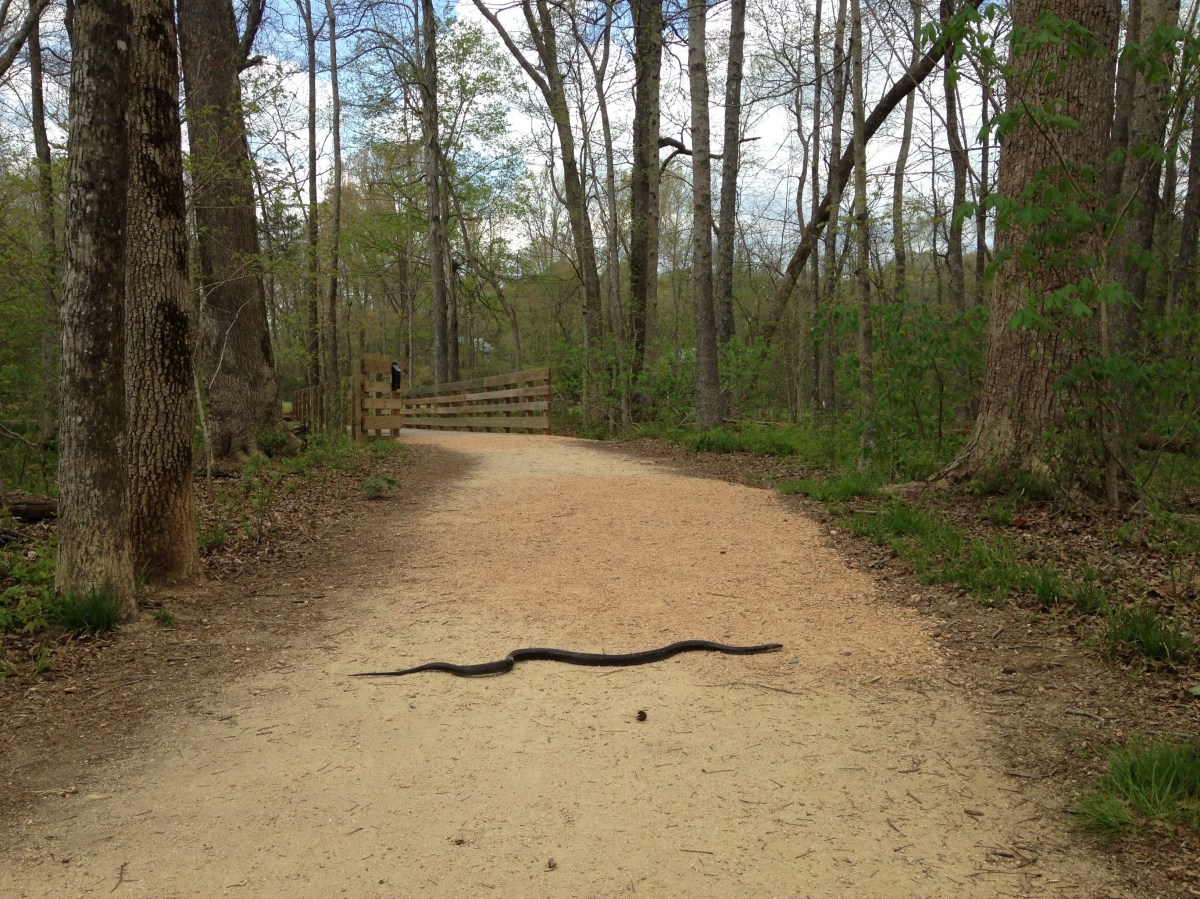 Snakes (and diabetes) – The Sweet Adventurer