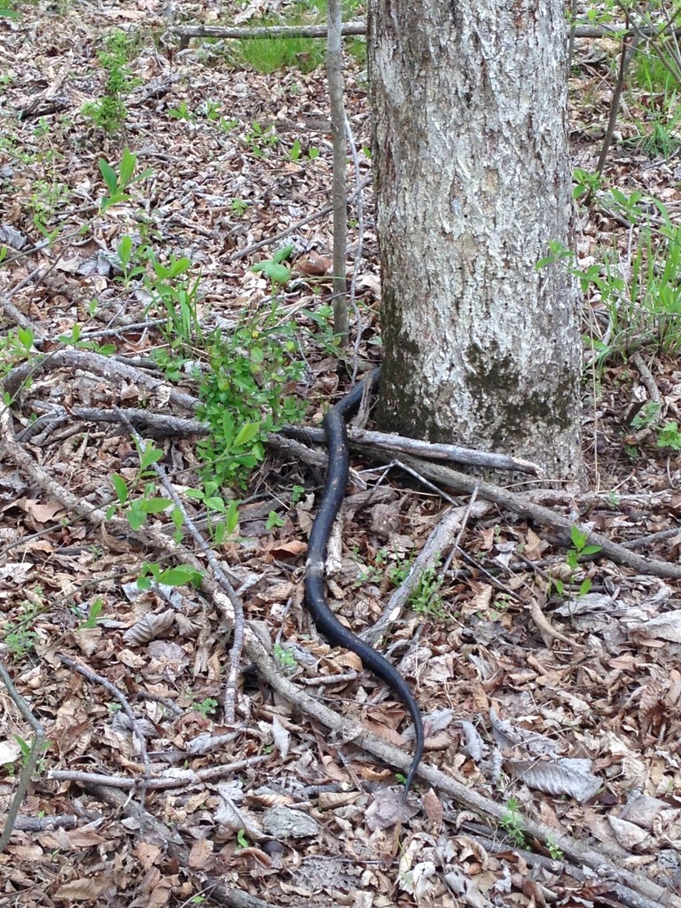 Snakes (and diabetes) – The Sweet Adventurer